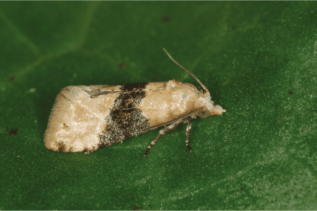 Isonet® LA plus – Biogard